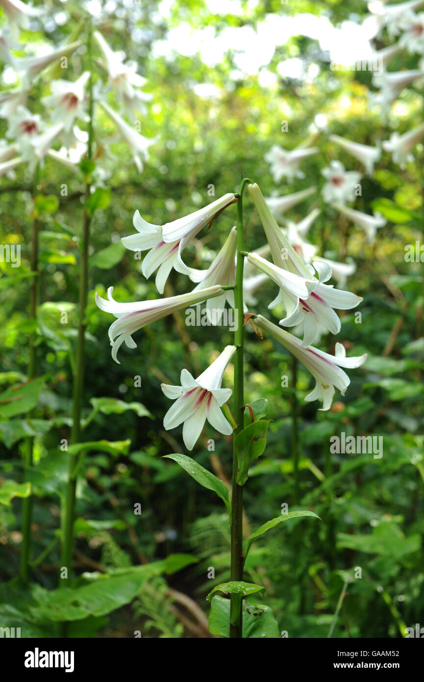 Giant Himalayan Lily (Cardiocrinum giganteum) in the Gardens at Dunham ...