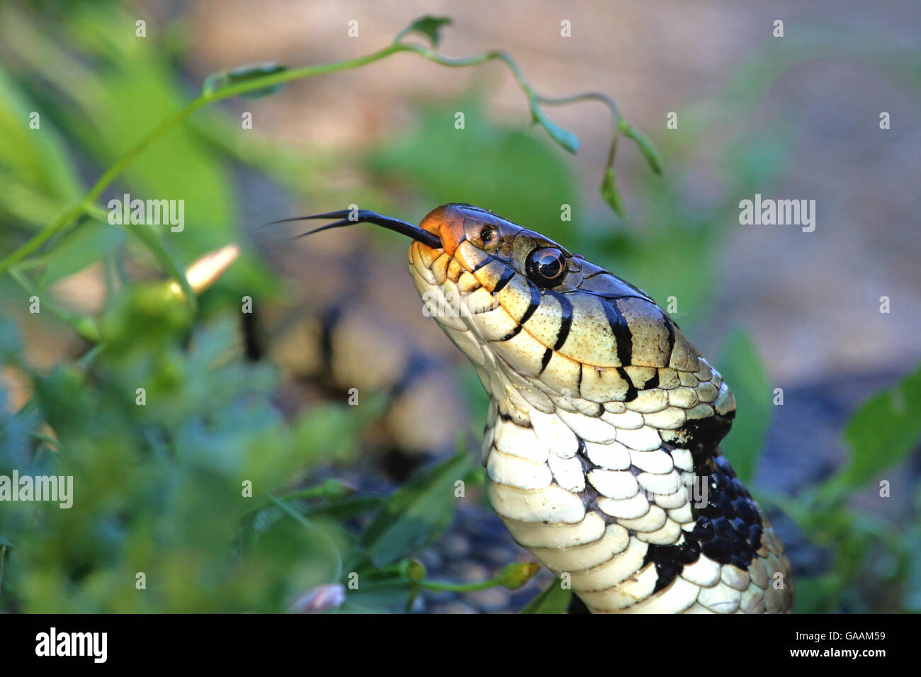 Hissing viper hi-res stock photography and images - Alamy