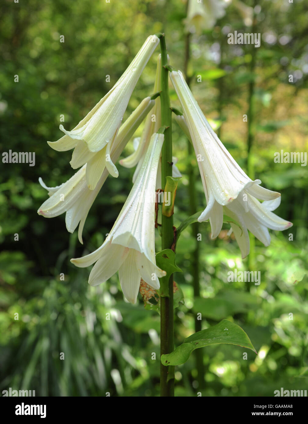 Cardiocrinum Giganteum Stock Photos & Cardiocrinum Giganteum Stock ...