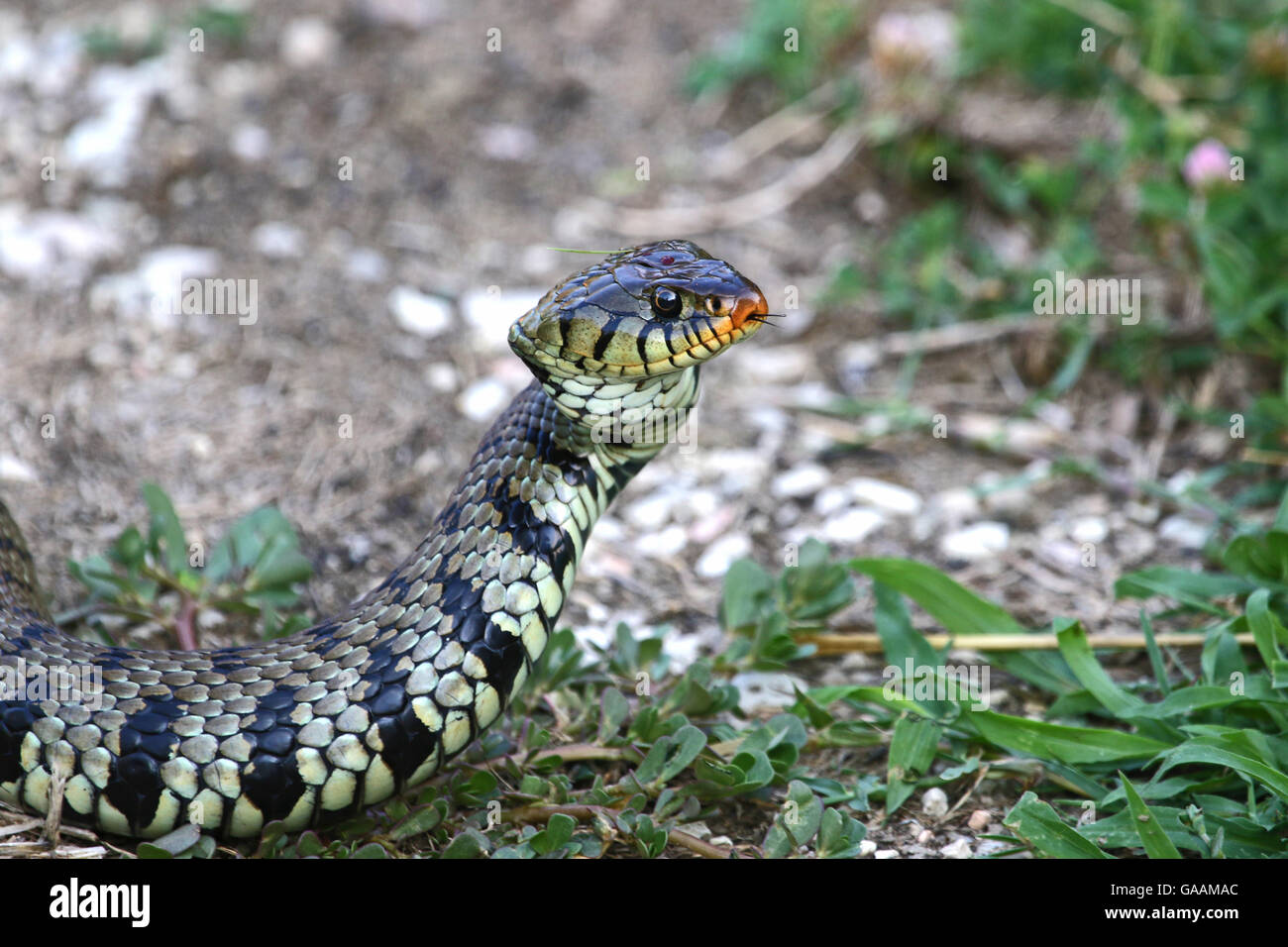 Hissing snake hi-res stock photography and images - Alamy