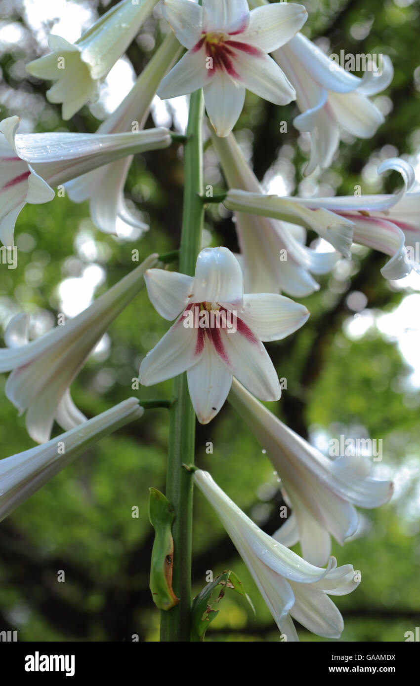 Giant Himalayan Lily (Cardiocrinum giganteum) in the Gardens at Dunham ...