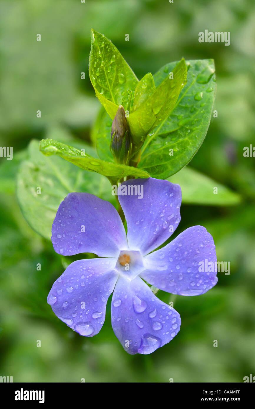Purple periwinkle hi-res stock photography and images - Alamy