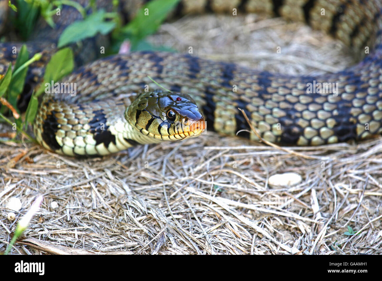 Hissing viper hi-res stock photography and images - Alamy