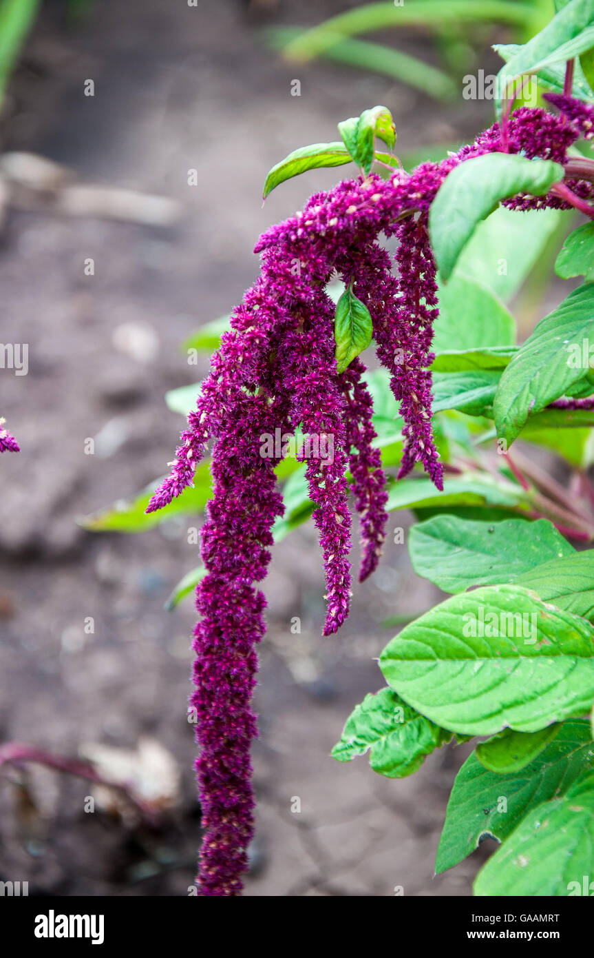 Amaranth flowers bloom in hot summer day Stock Photo - Alamy