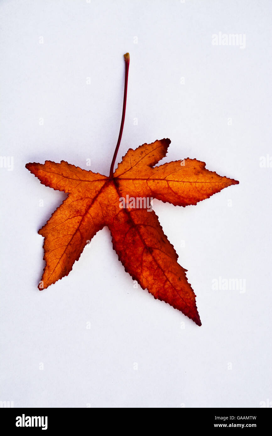 Autumn fall leaf on a white empty copy space background Stock Photo - Alamy