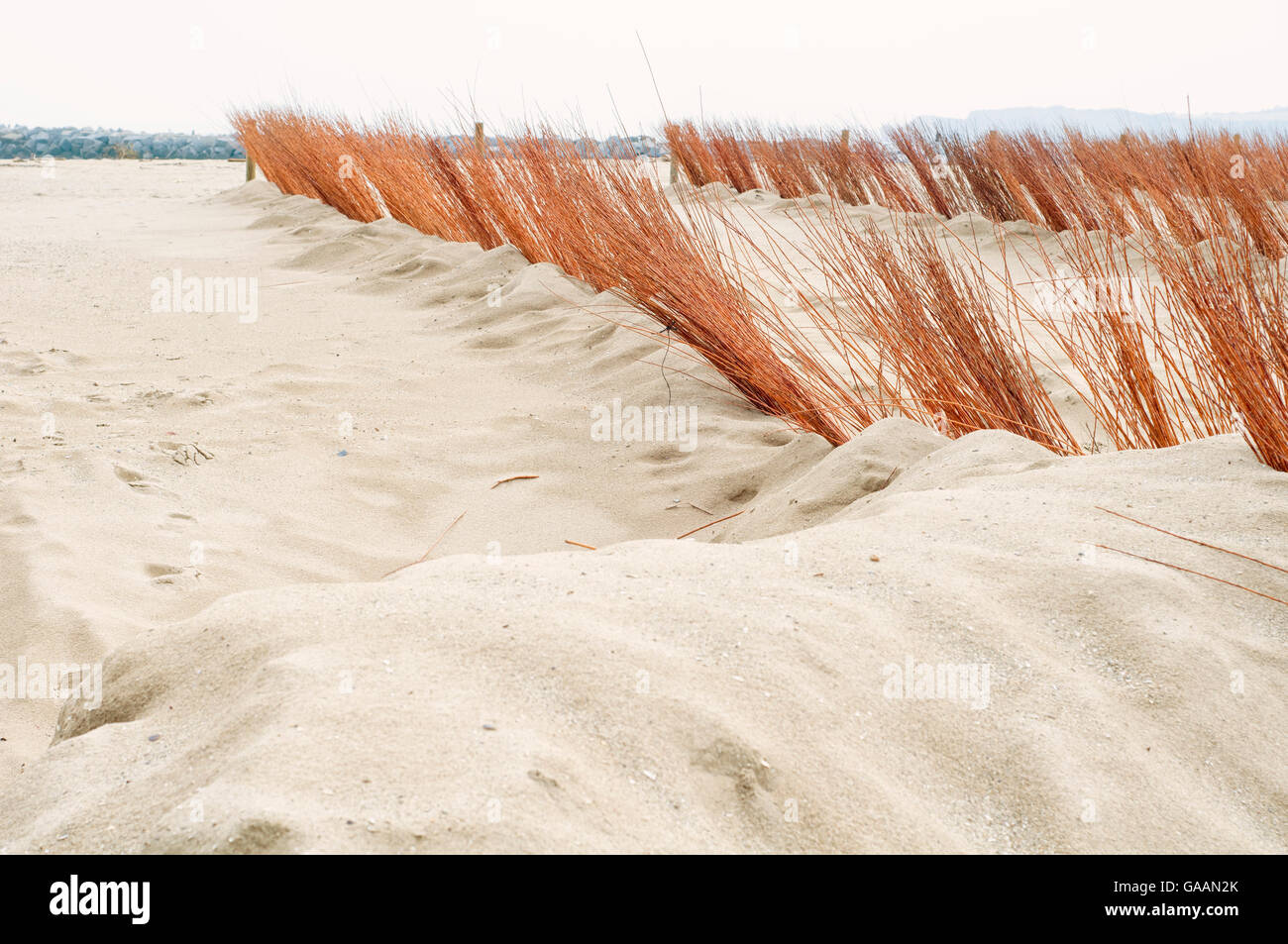 Sands catchers on the beach for dune ecological restoration. Basque ...