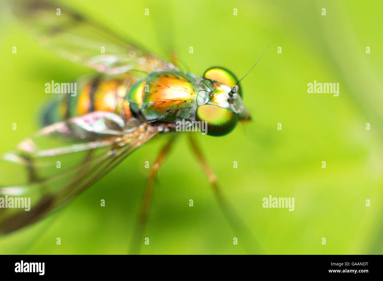 Green fly hi-res stock photography and images - Alamy