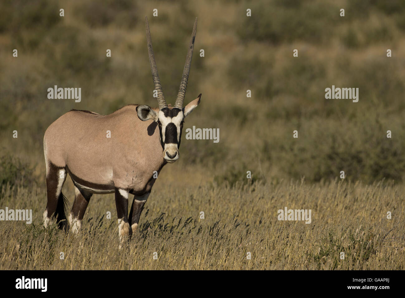 Gemsbok, Kgalagadi Transfrontier National Park Stock Photo - Alamy