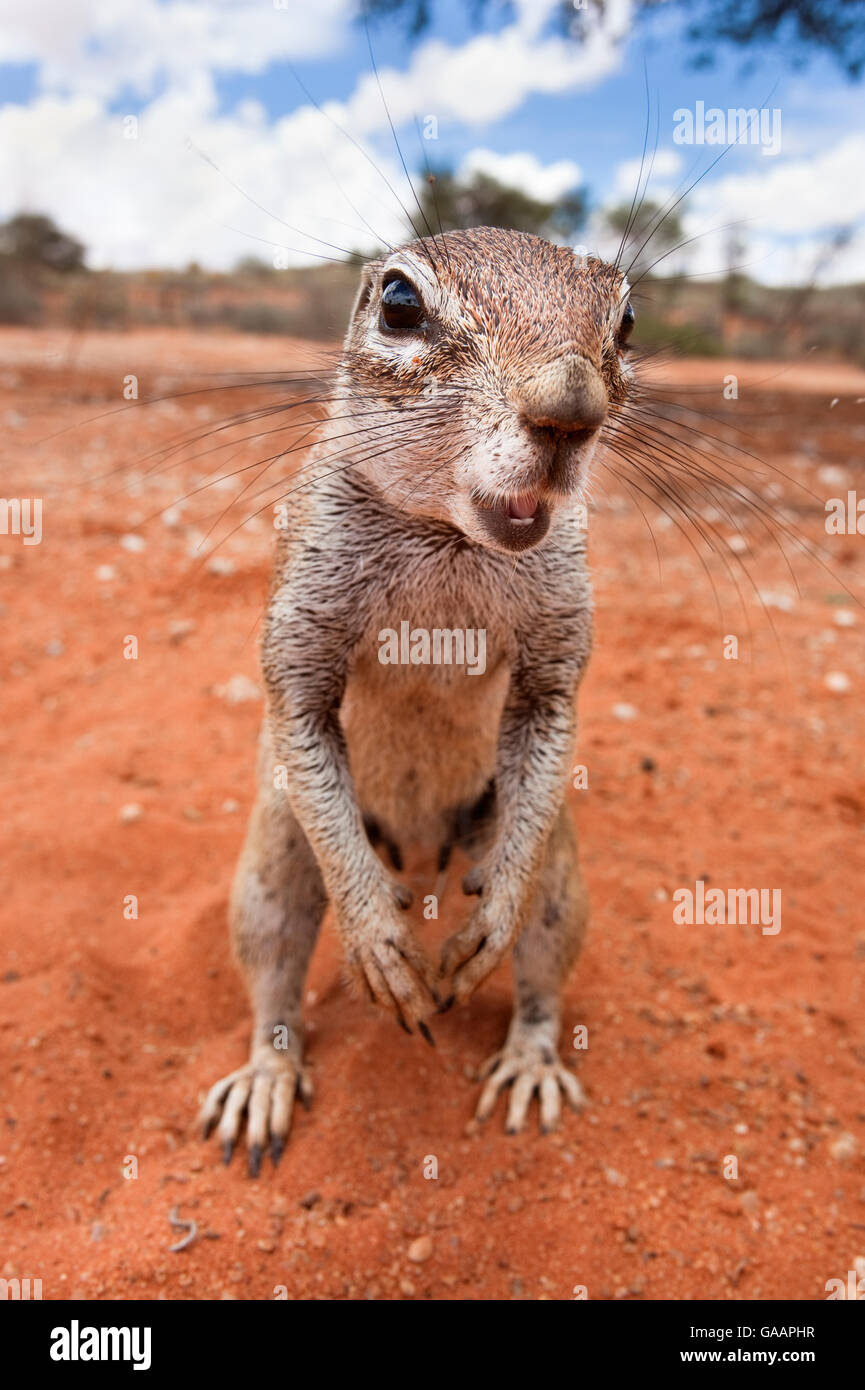 Ground squirrel (Xerus inauris) Kgalagadi Transfrontier Park, Northern ...