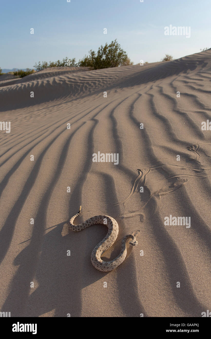 Sidewinder snake sand hi-res stock photography and images - Alamy