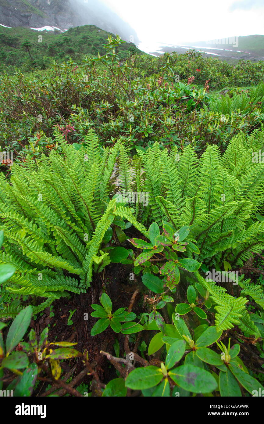 Protected vegetation area hi-res stock photography and images - Alamy