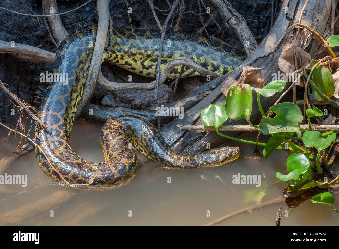 Amazon River Anaconda Video