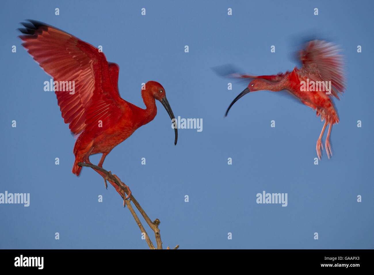 Scarlet ibis eudocimus ruber flying hi-res stock photography and images ...