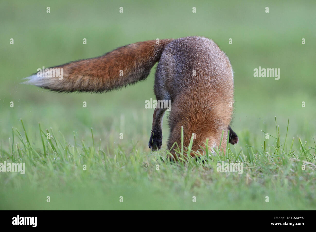 Animal pouncing prey hi-res stock photography and images - Alamy