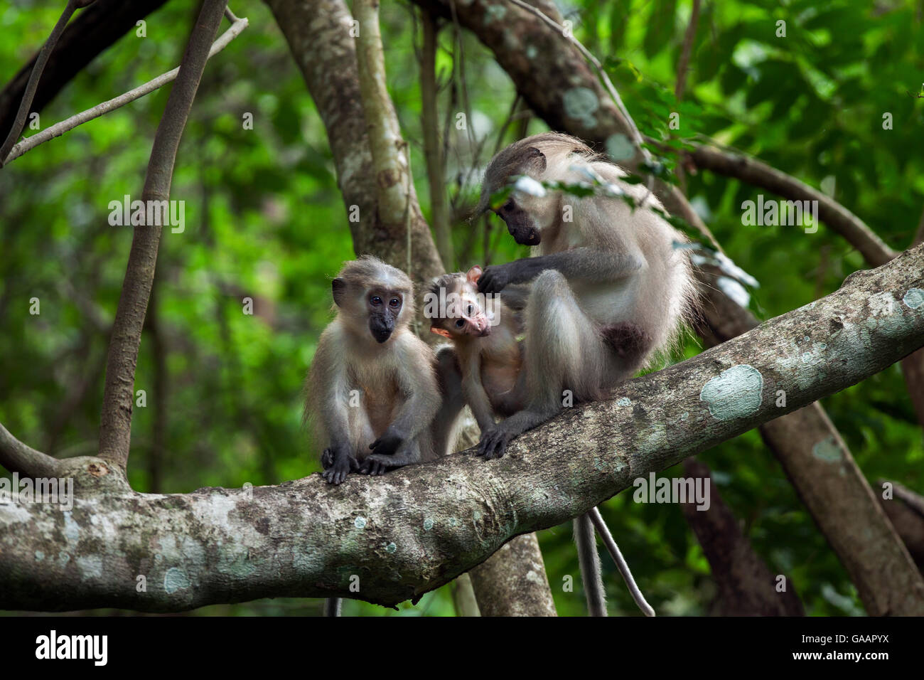 Mangabey monkey hi-res stock photography and images - Alamy