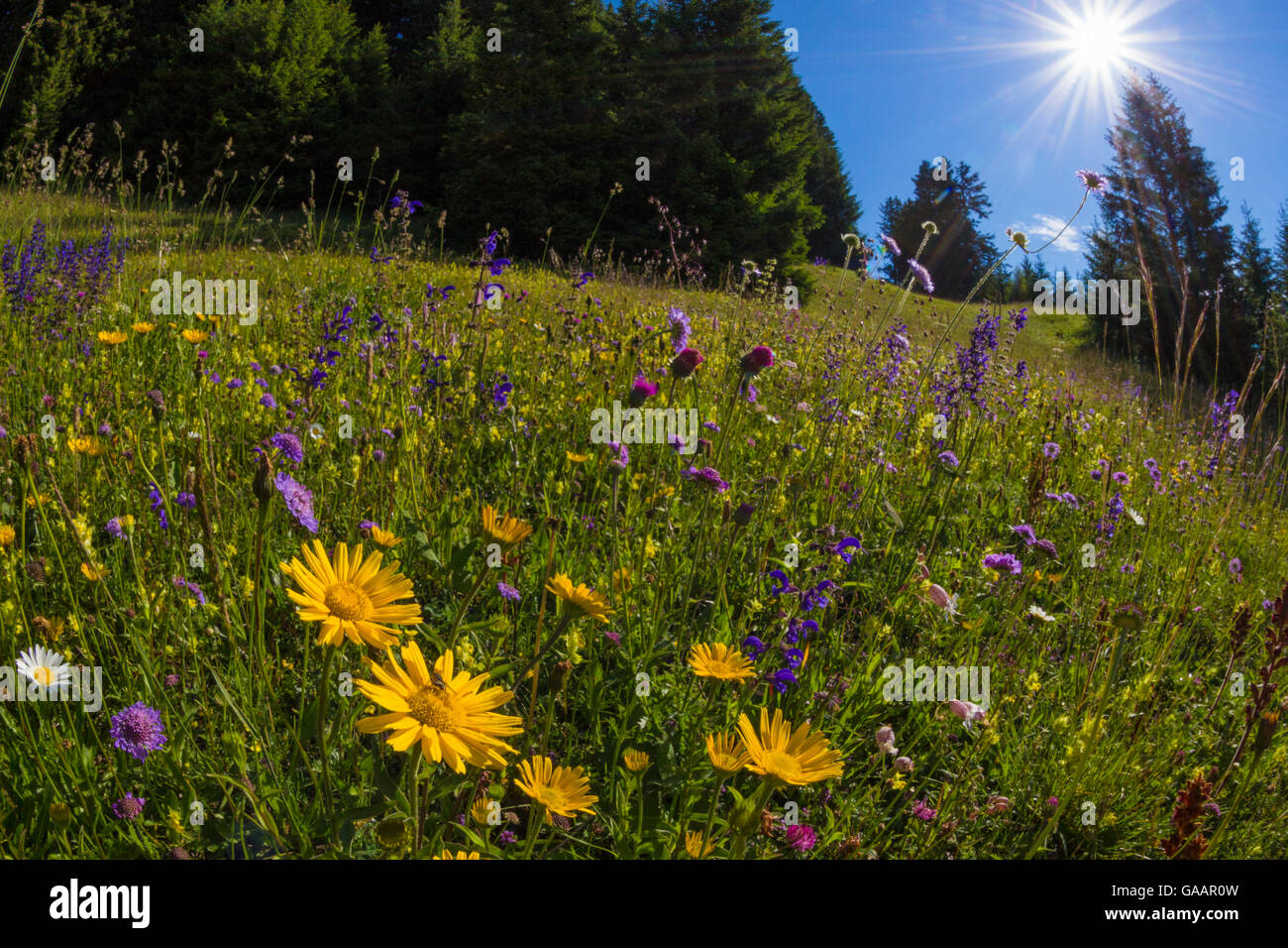 Austrian wildflowers hi-res stock photography and images - Alamy
