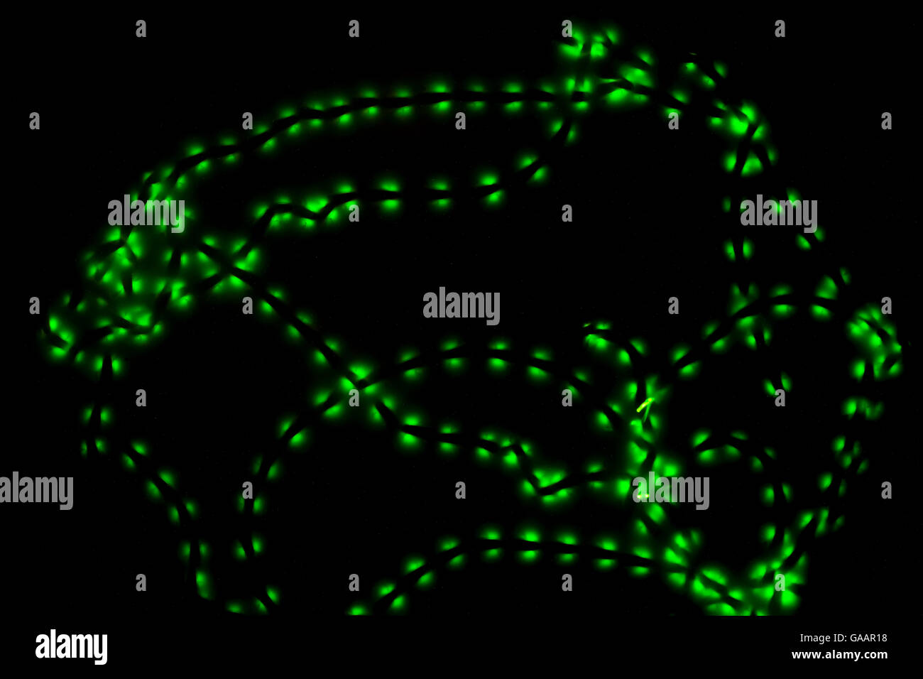 Click beetle glow hi-res stock photography and images - Alamy