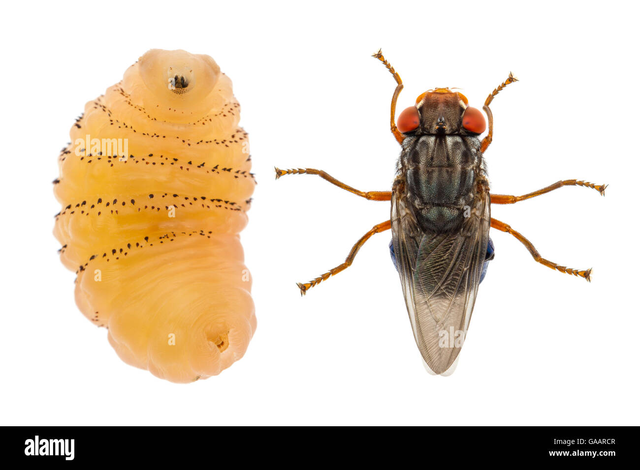 Bot fly larva High Resolution Stock Photography and Images - Alamy