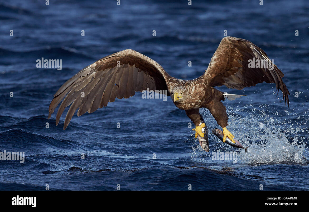 Two fish hi-res stock photography and images - Alamy