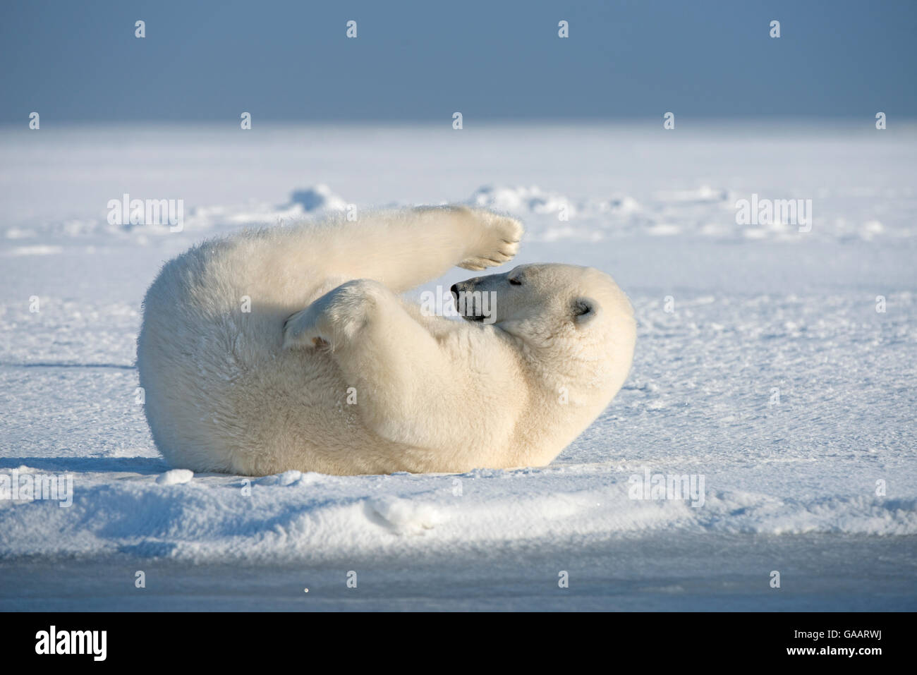Polar bear (Ursus maritimus) young bear rolling around in the snow, on ...