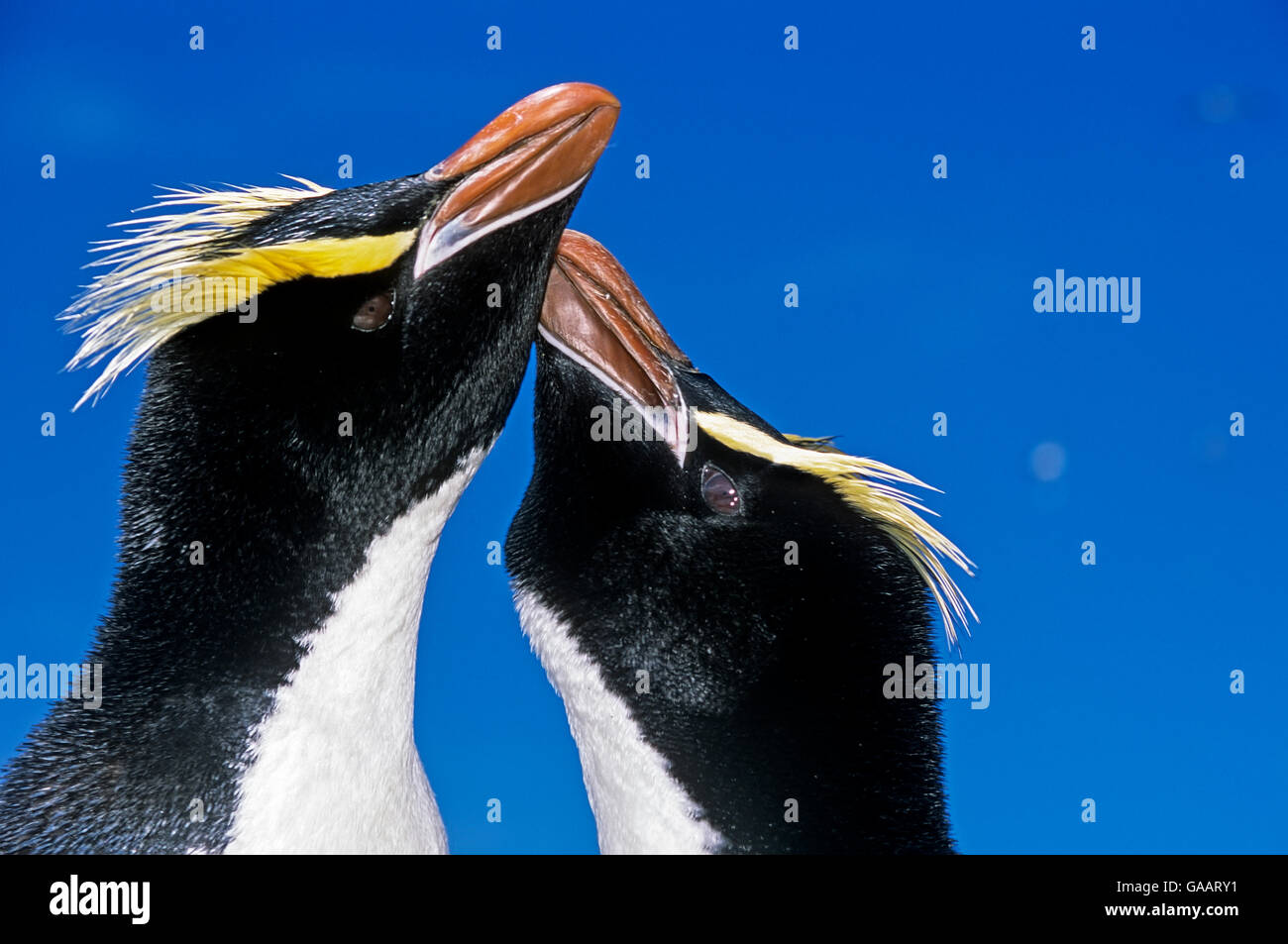 Erect-crested penguin (Eudyptes sclateri) pair in greeting display ...