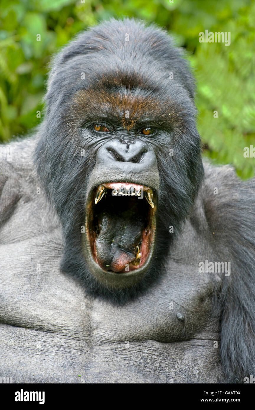 Scary Real Gorilla