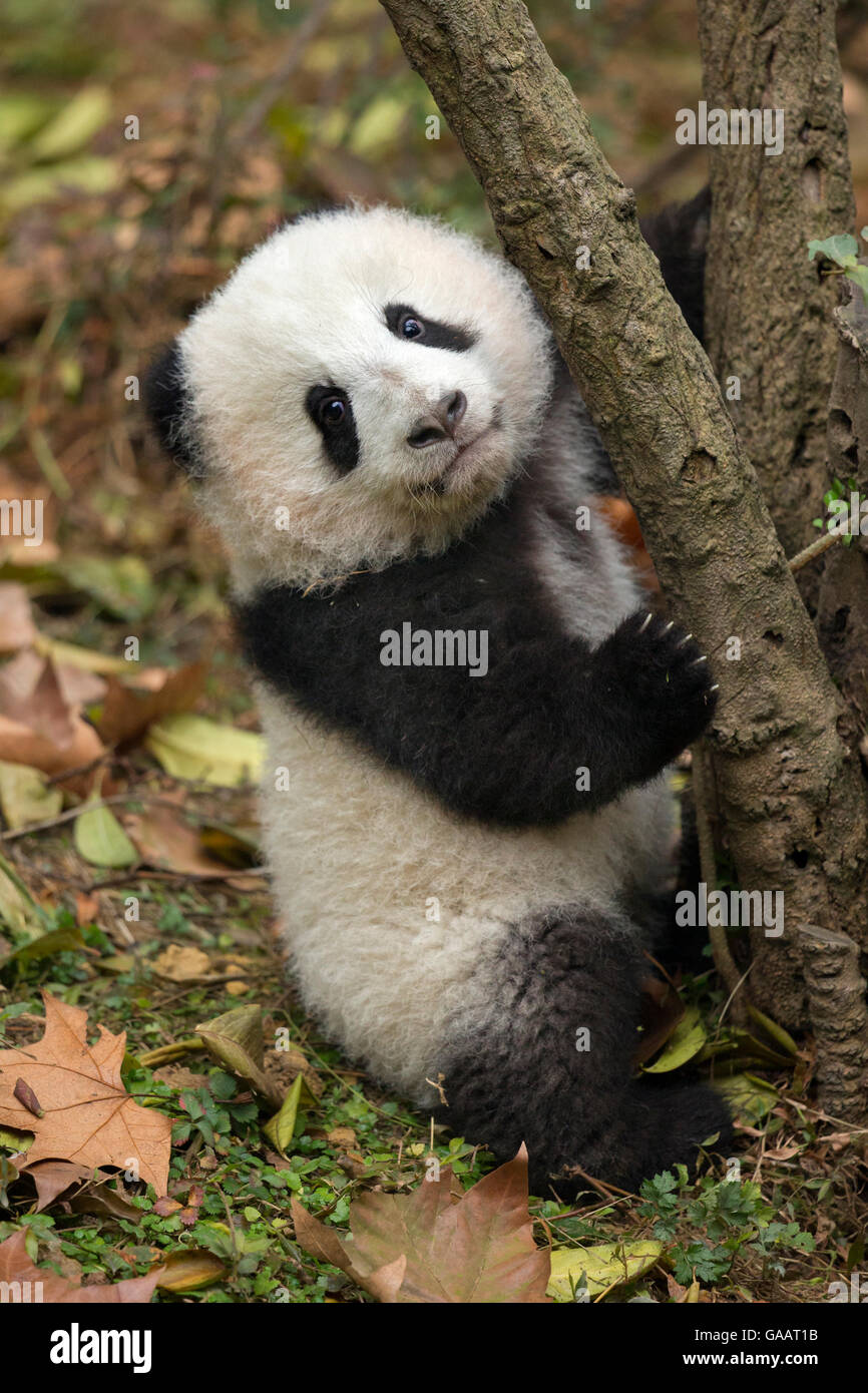 Giant panda (Ailuropoda melanoleuca) Chengdu, China. Endangered species ...