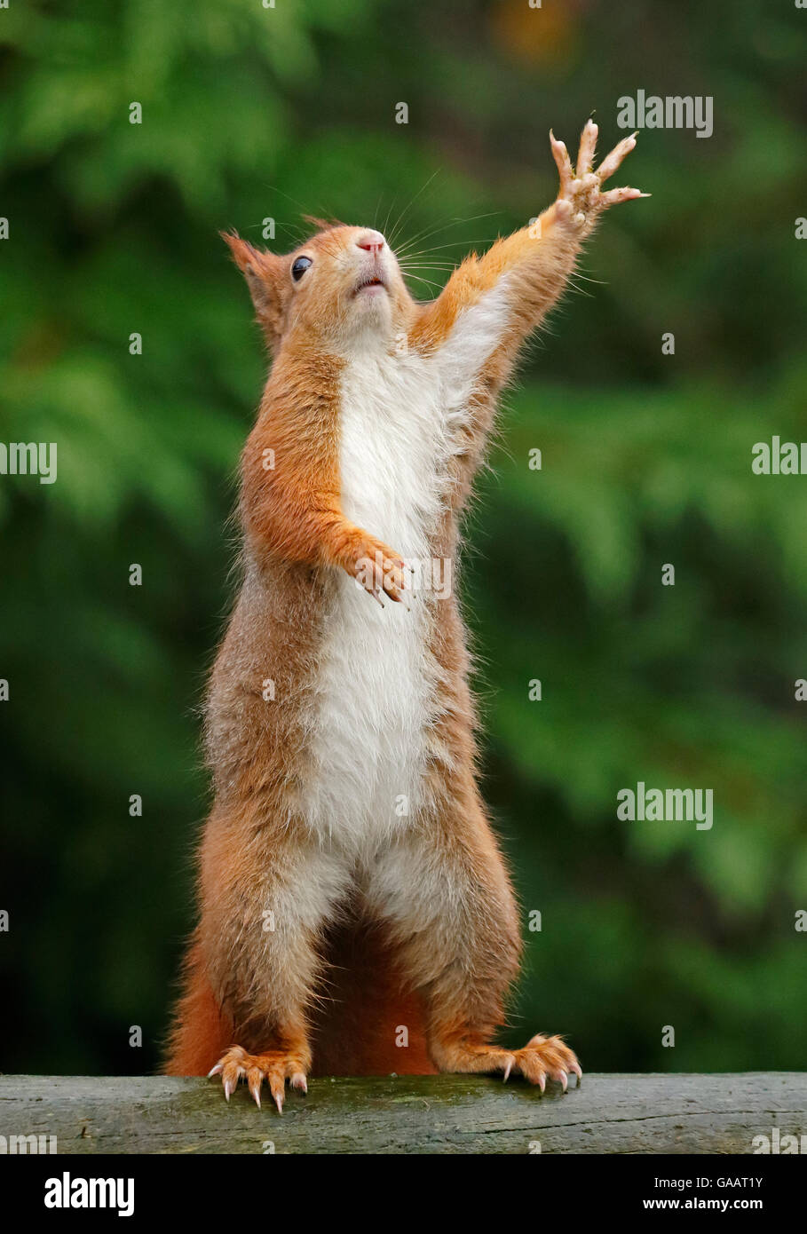 Red squirrel (Sciurus vulgaris) reaching upwards, UK. Captive Stock ...
