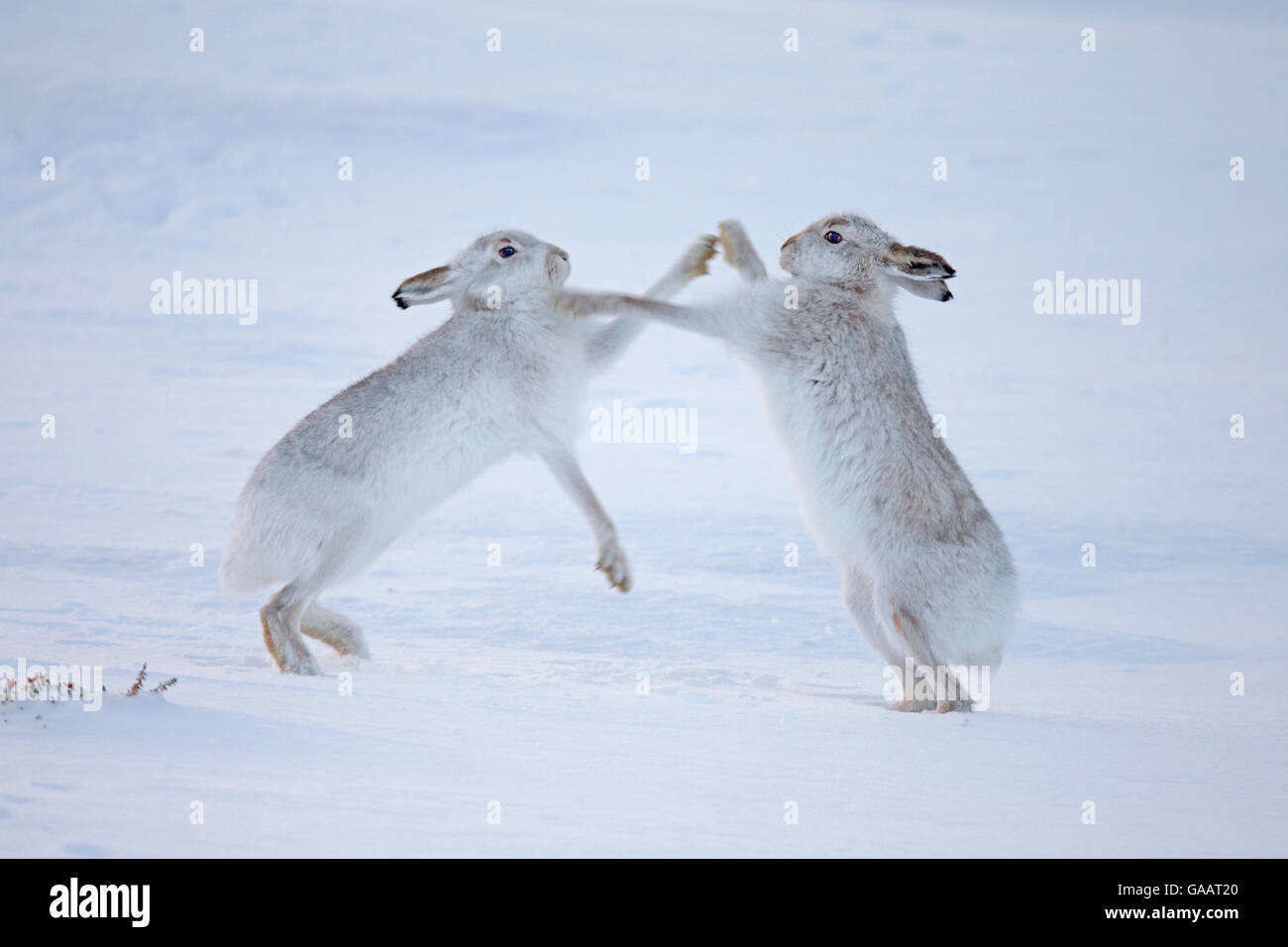 Boxing Hares High Resolution Stock Photography and Images - Alamy