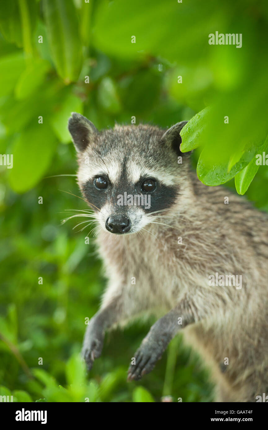 Pygmy Raccoon (Procyon pygmaeus) portrait, Cozumel Island, Mexico ...