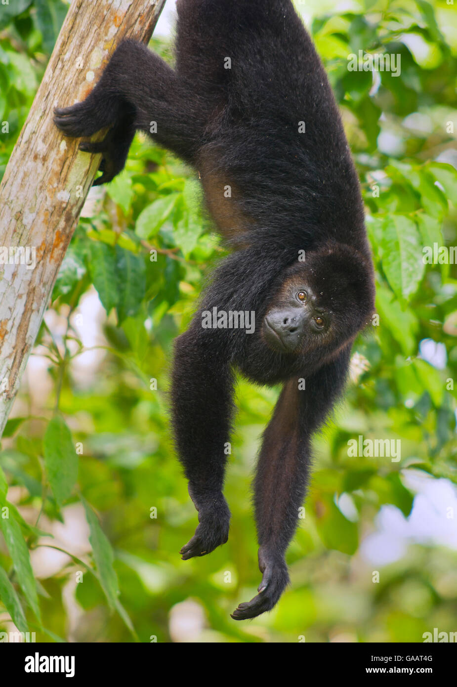 Black howler monkey alouatta pigra hi-res stock photography and images ...