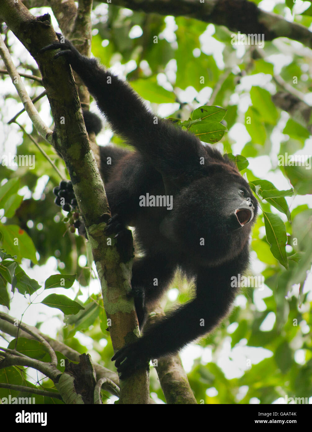Black howler monkey calling belize hi-res stock photography and images ...