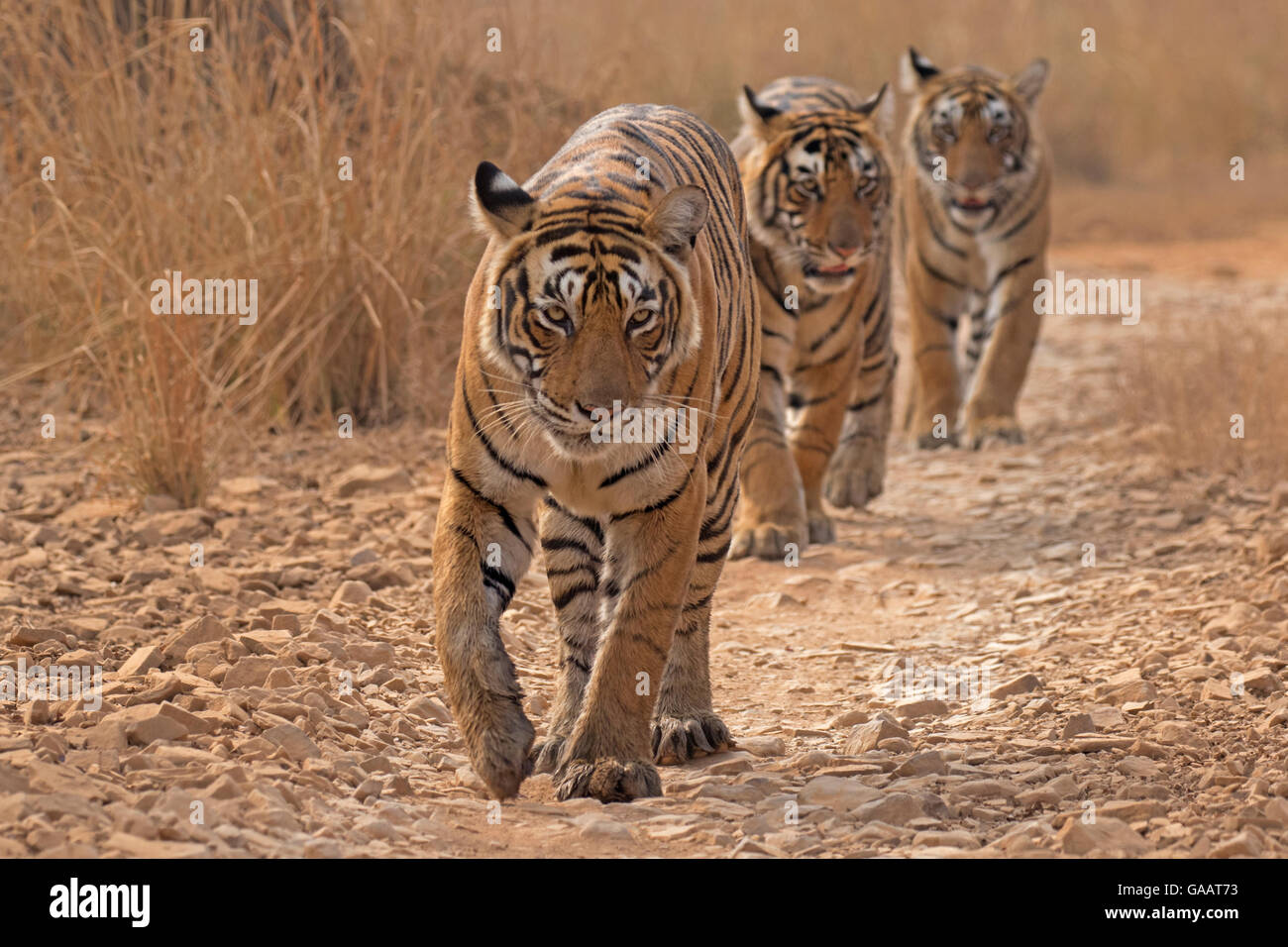 Bengal tiger (Panthera tigris tigris) female 'T19 Krishna' leading 11 ...