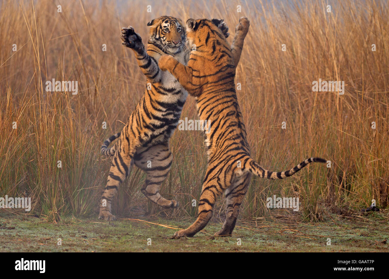 Tiger cubs fighting hi-res stock photography and images - Alamy
