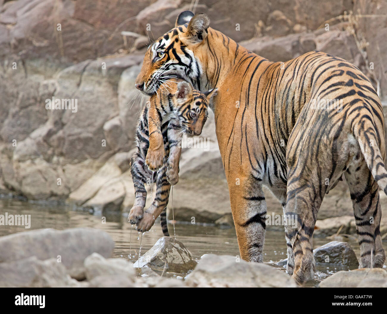 Nursing tiger cub hi-res stock photography and images - Alamy