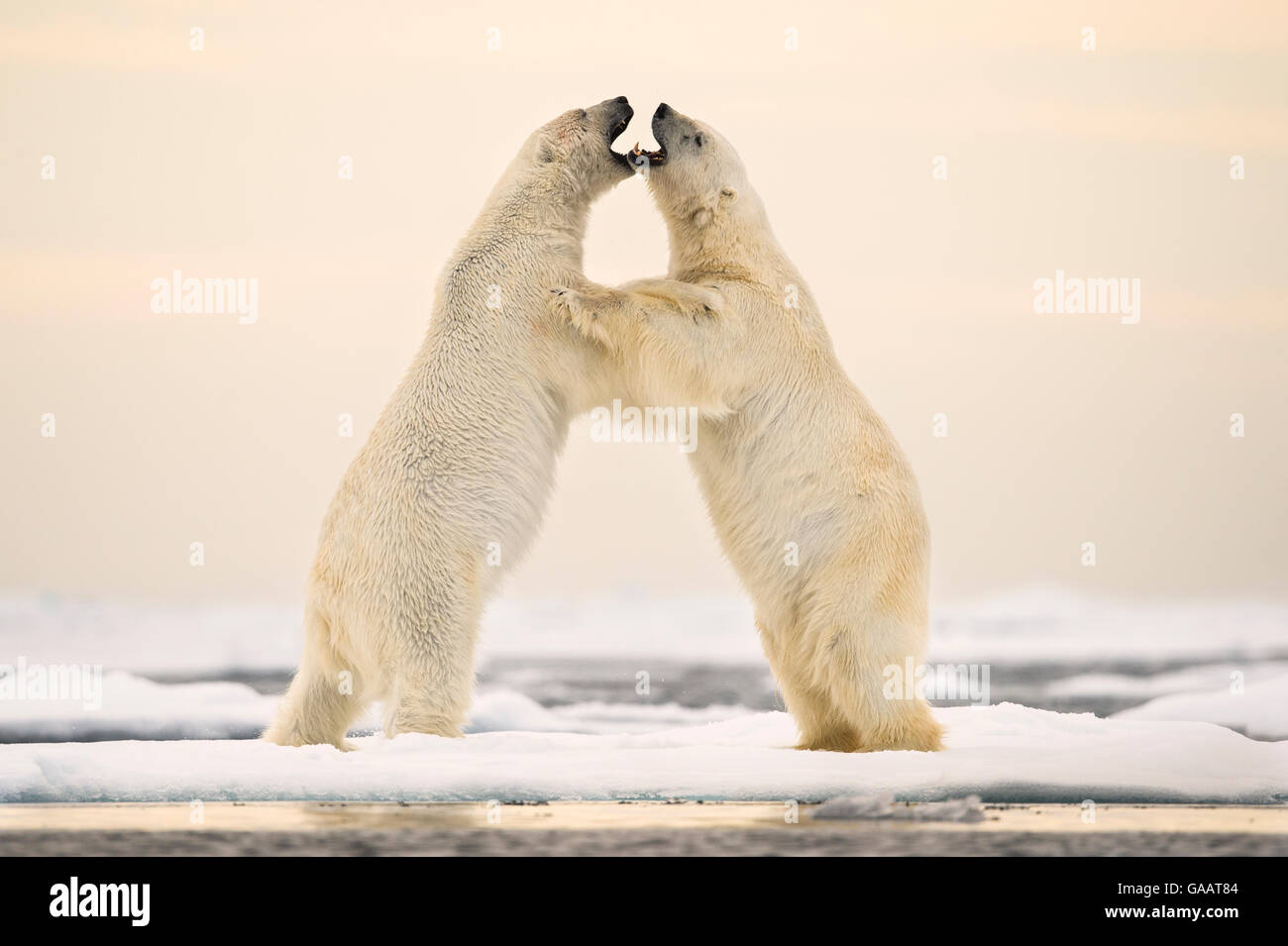 Bear standing on two legs hi-res stock photography and images - Alamy