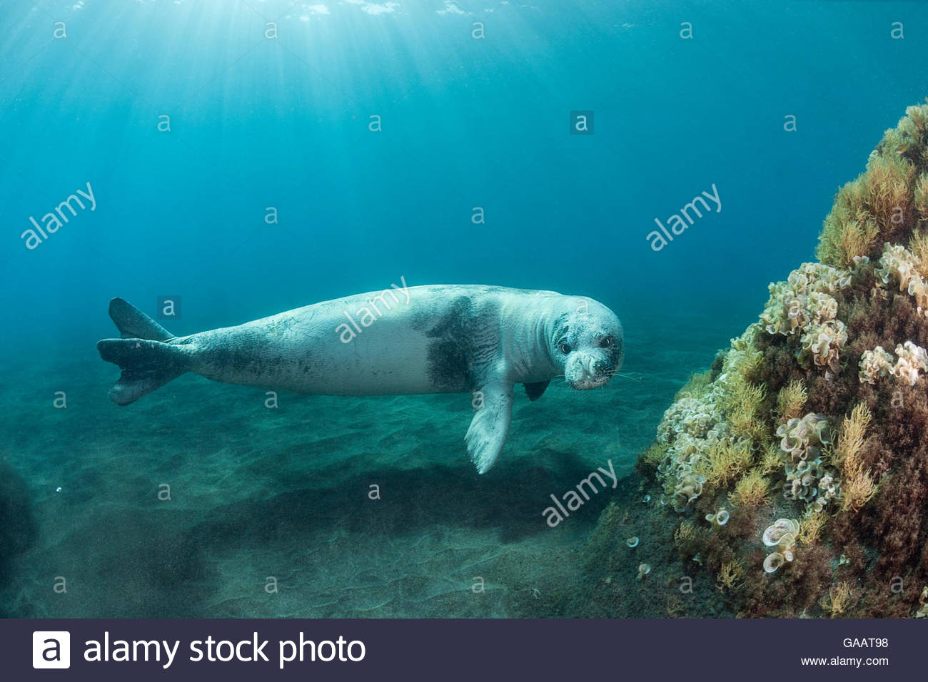 Mediterranean Monk Seal Stock Photos & Mediterranean Monk Seal Stock Images - Alamy