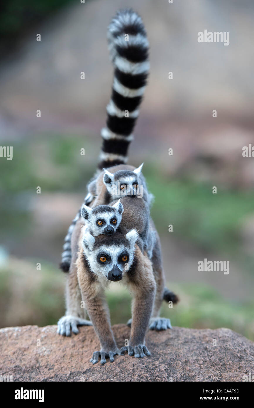 Ring-tailed lemur (Lemur catta) female carrying two babies. Anjaha ...