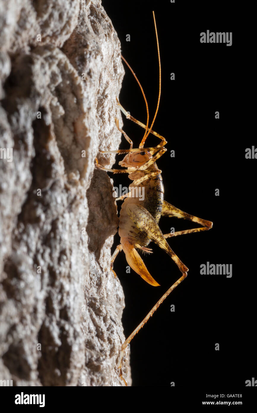 Cave cricket hi-res stock photography and images - Alamy