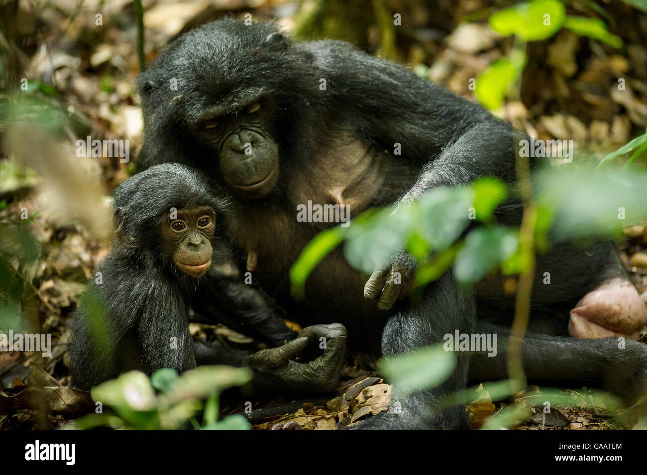 Salonga national park hi-res stock photography and images - Alamy