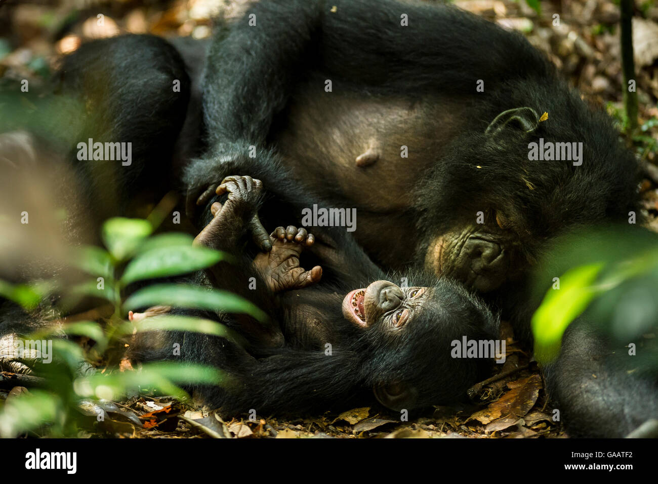 Female Bonobo (Pan paniscus) tickling her infant, Max Planck research ...