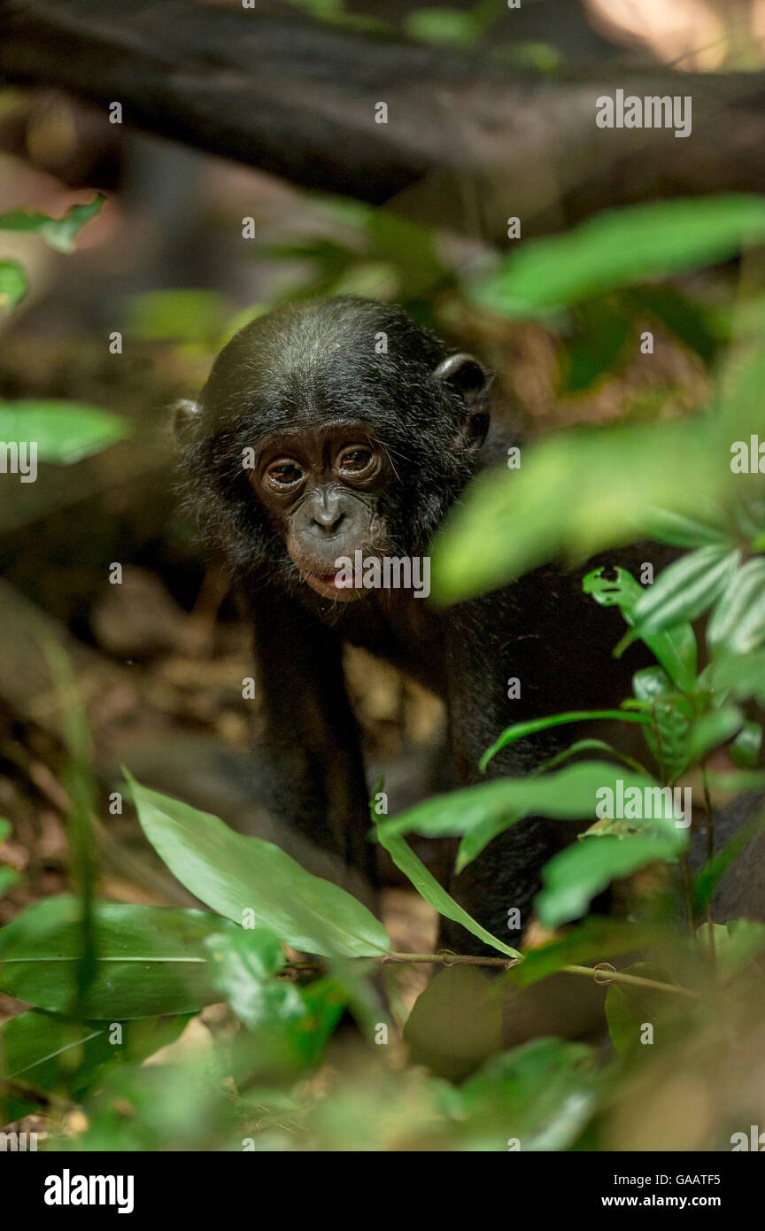 Bonobo (Pan paniscus) baby, Max Planck research site LuiKotale in ...