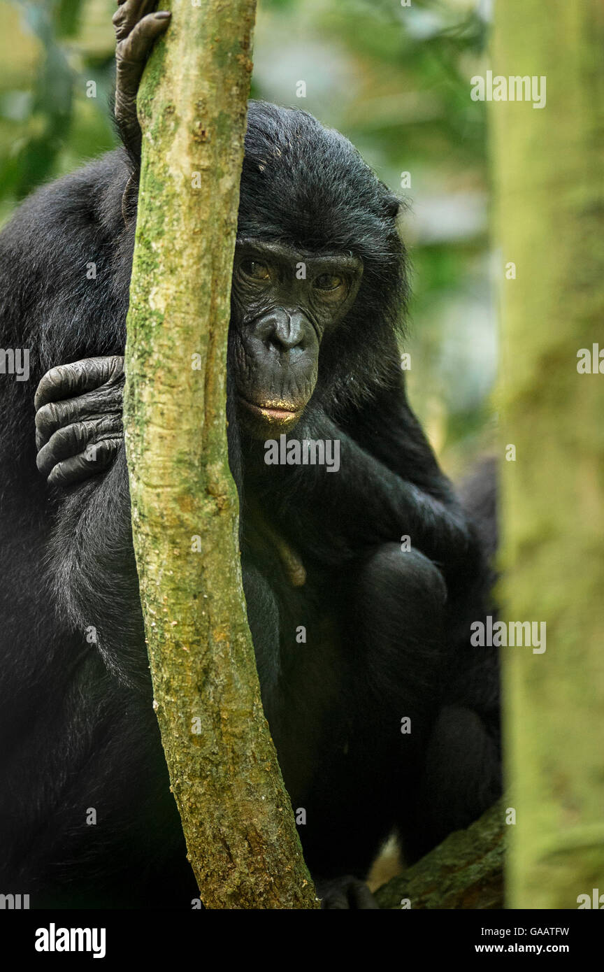 Luikotale bonobo hi-res stock photography and images - Alamy
