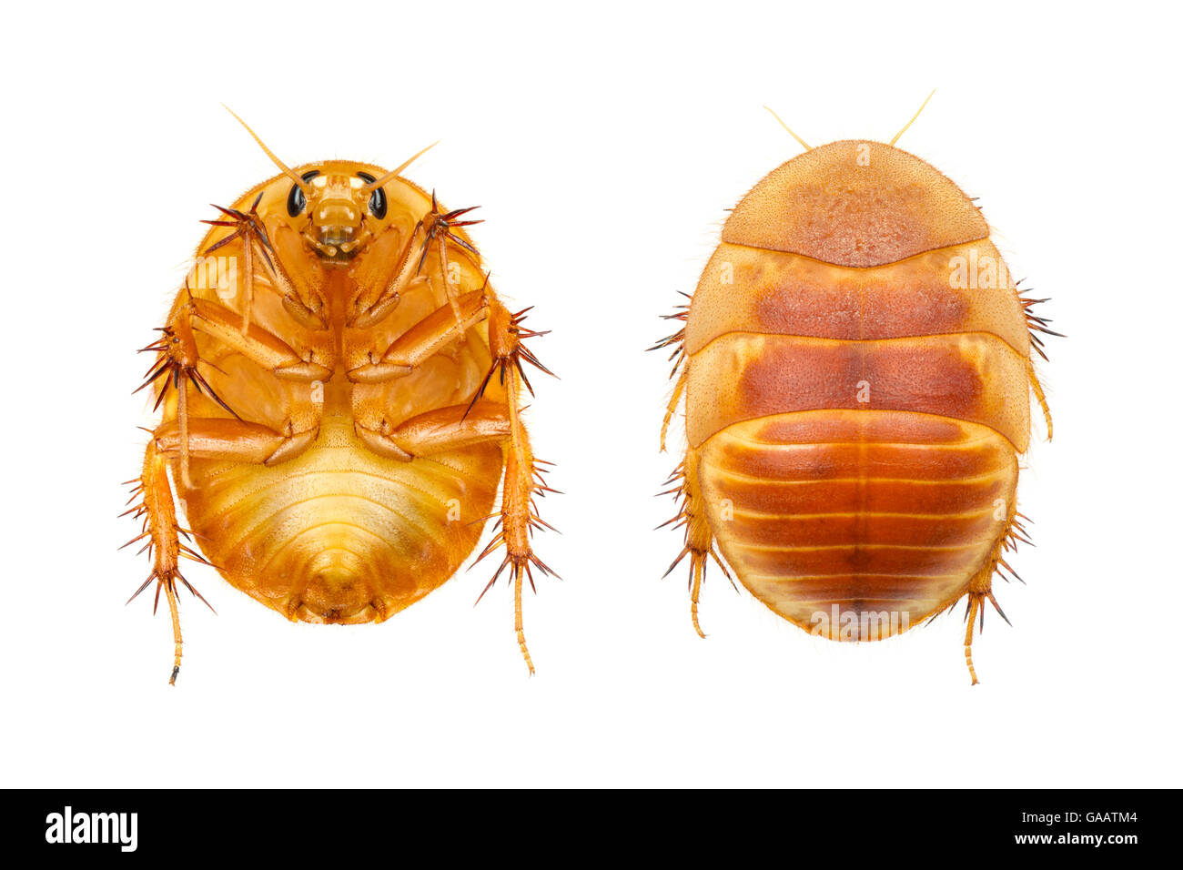 Israeli sand cockroach (Heterogamodes hebraica) composite showing ...