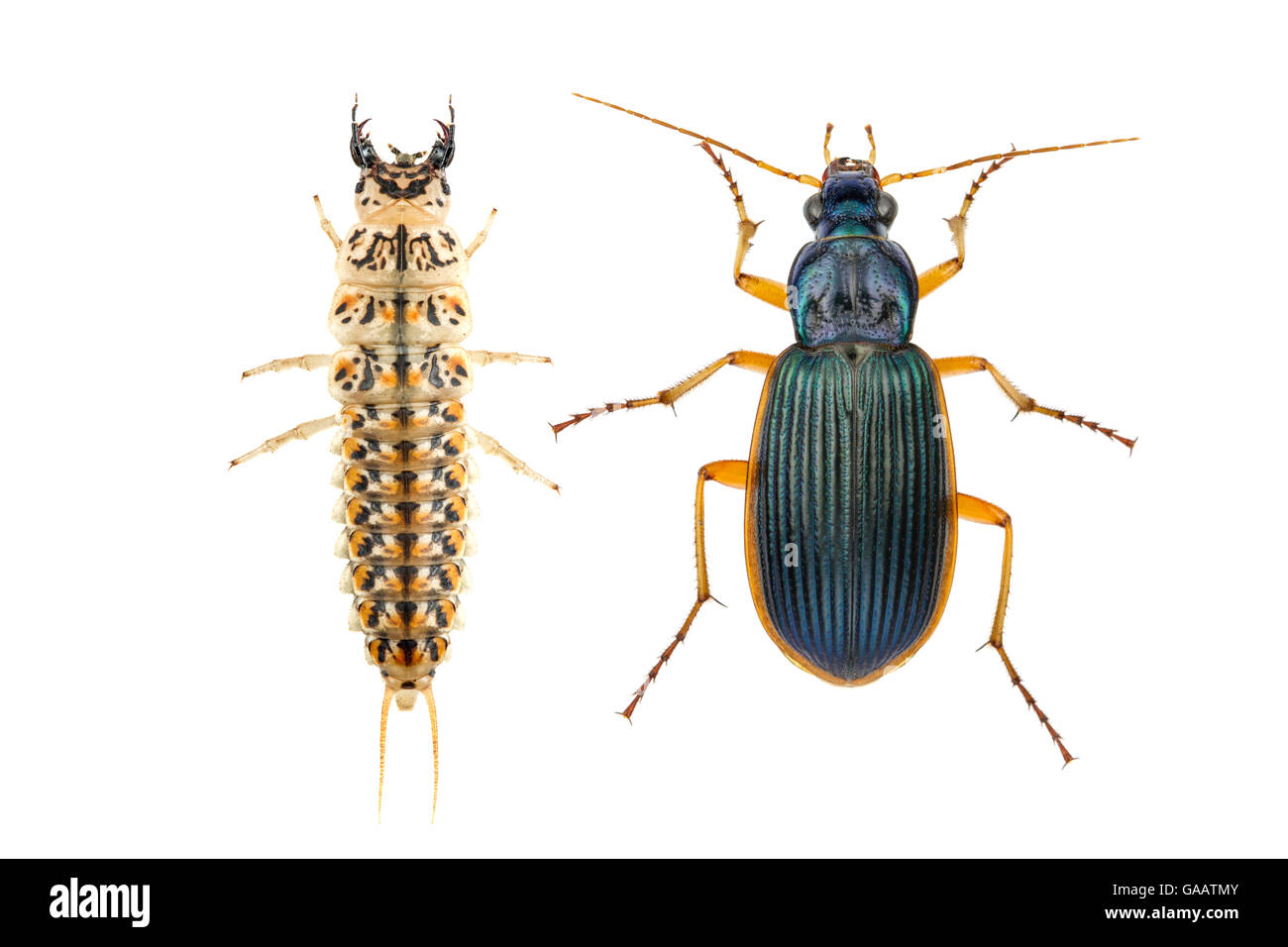 Comparison of larva and adult beetle (Epomis circumscriptus), Central ...