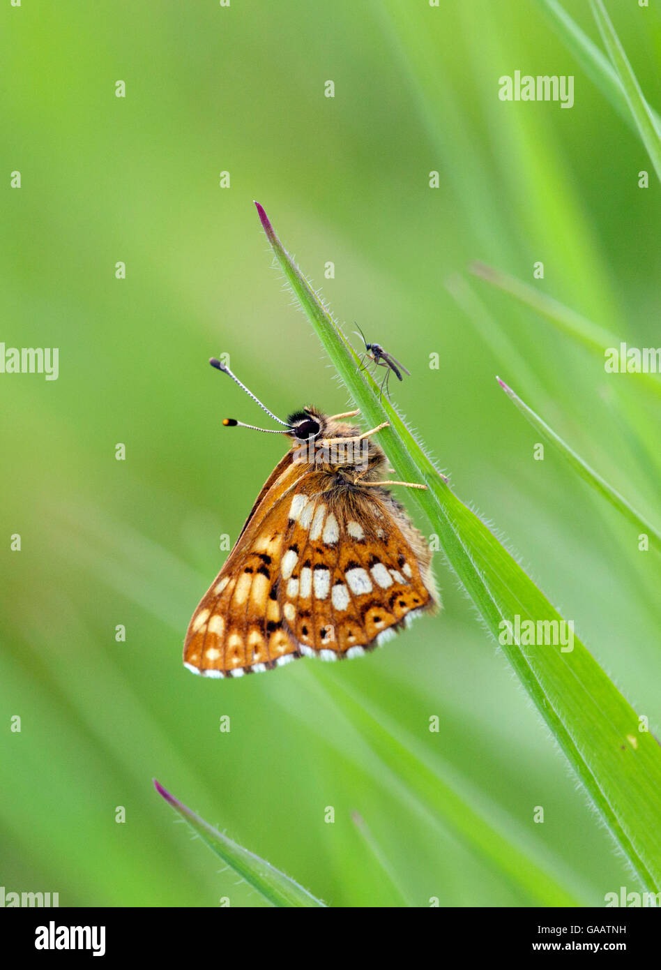 Duke of Burgundy butterfly (Hamearis lucina), Wiltshire, UK, June Stock ...