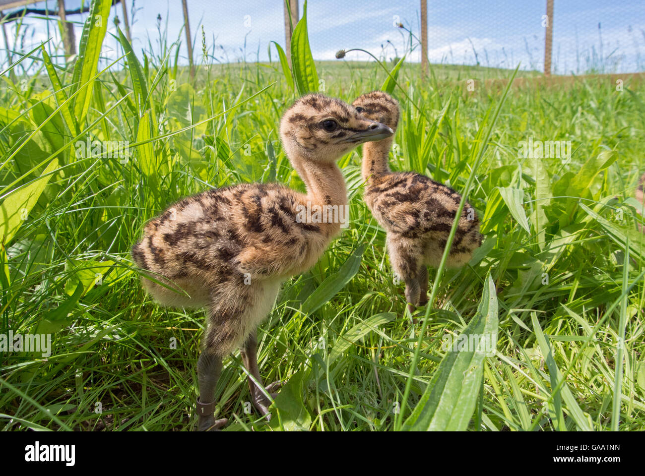 Great bustard (Otis tarda) chicks hatched from eggs collected under ...