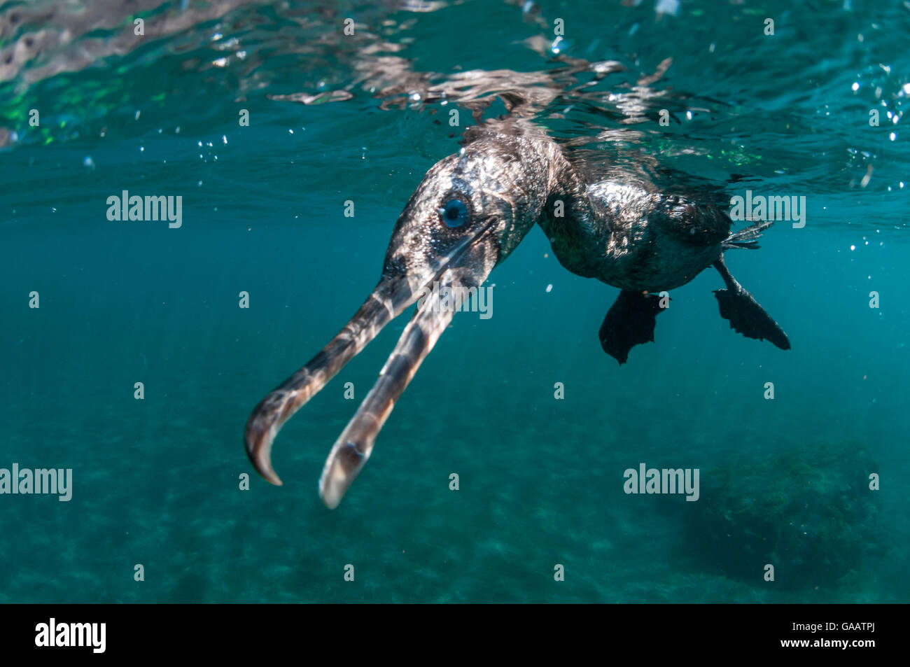 Cormorant swimming underwater hi-res stock photography and images - Alamy