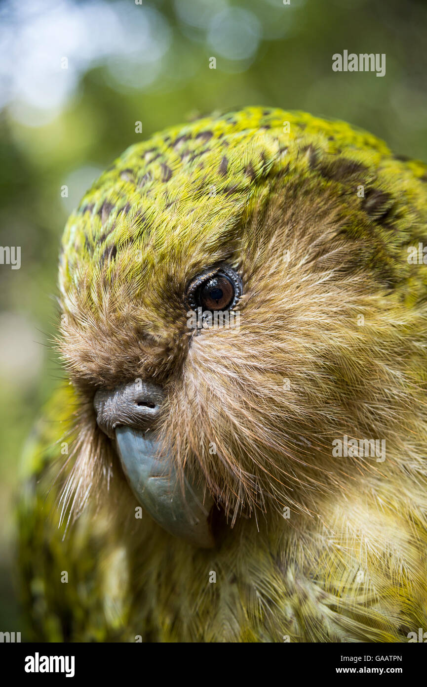 Kakapo (Strigops habroptilus) close up showing sensory facial feathers ...
