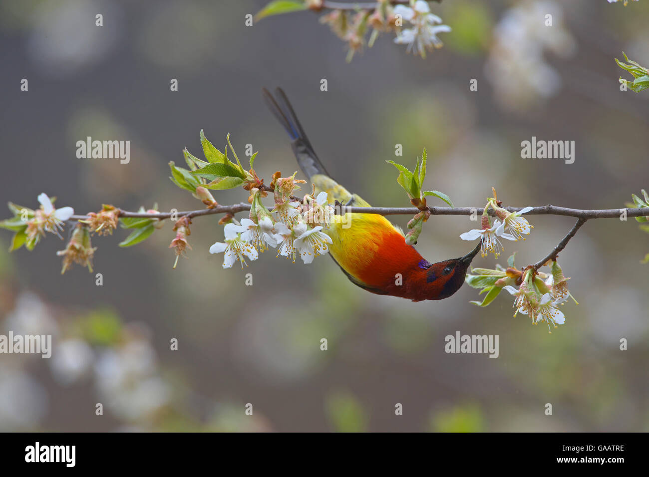Mrs Gould's sunbird (Aethopyga gouldiae dabryii) male hanging upside ...